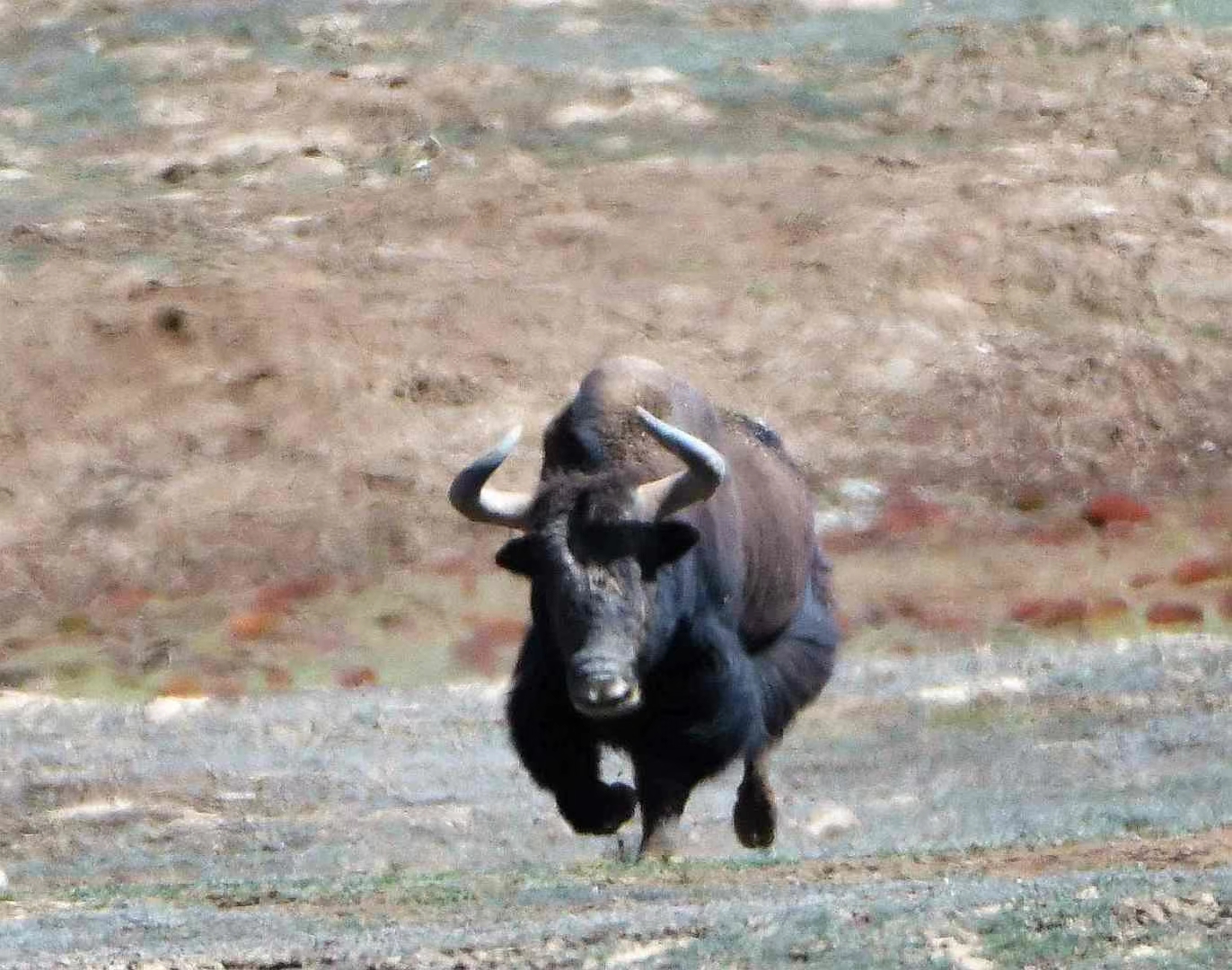 The Sanjiangyuan wild yak, although surrounded by wolves, directly ...
