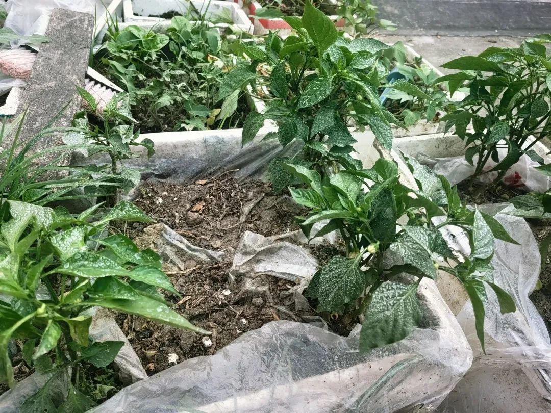 Every family is growing vegetables in foam boxes, is it really so safe ...