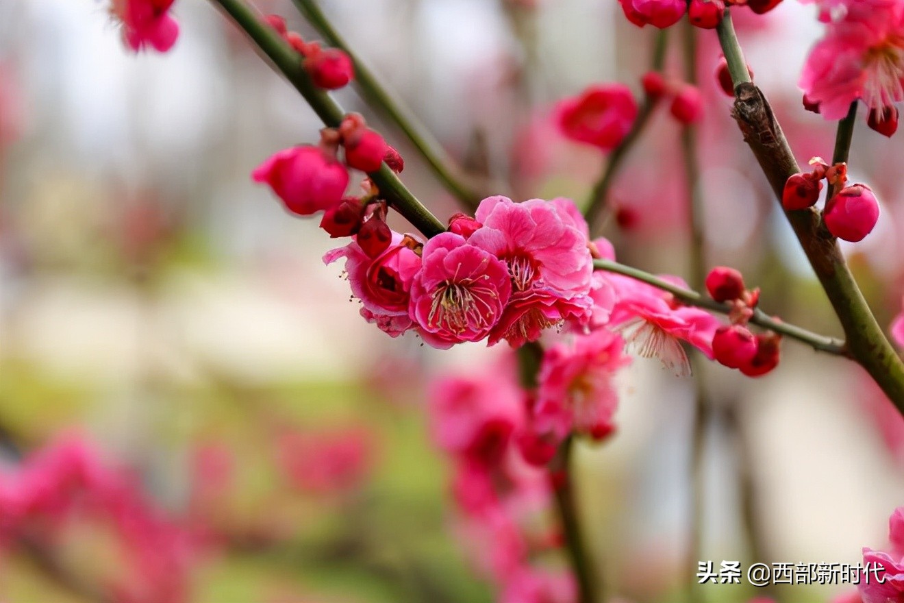 Light up Fengxi in spring - iNEWS