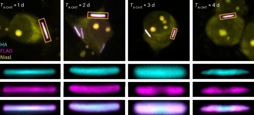 Microbiologists force cells to 'record' events in them - iNEWS