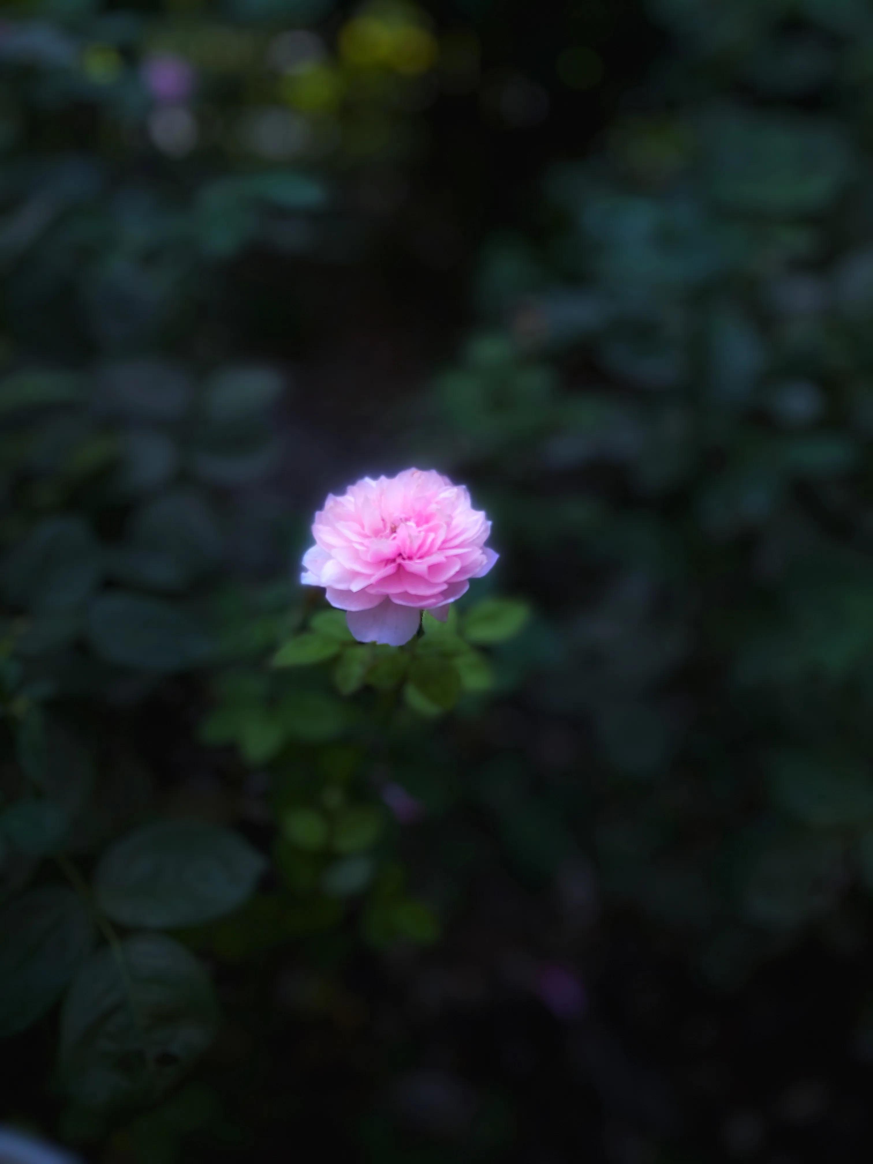 Rhyme ancient style - iMedia