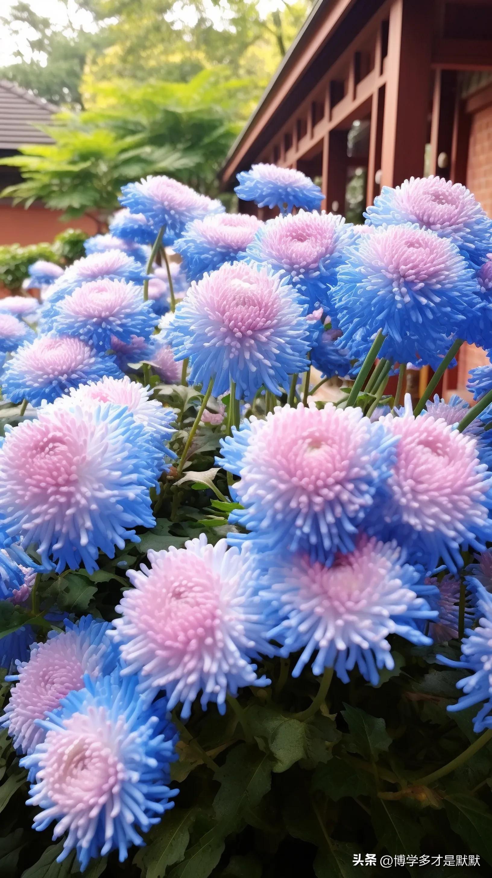 Blue Mazu Chrysanthemum - iMedia