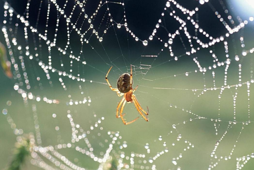 How spiders use wind to fly and build webs - iMedia
