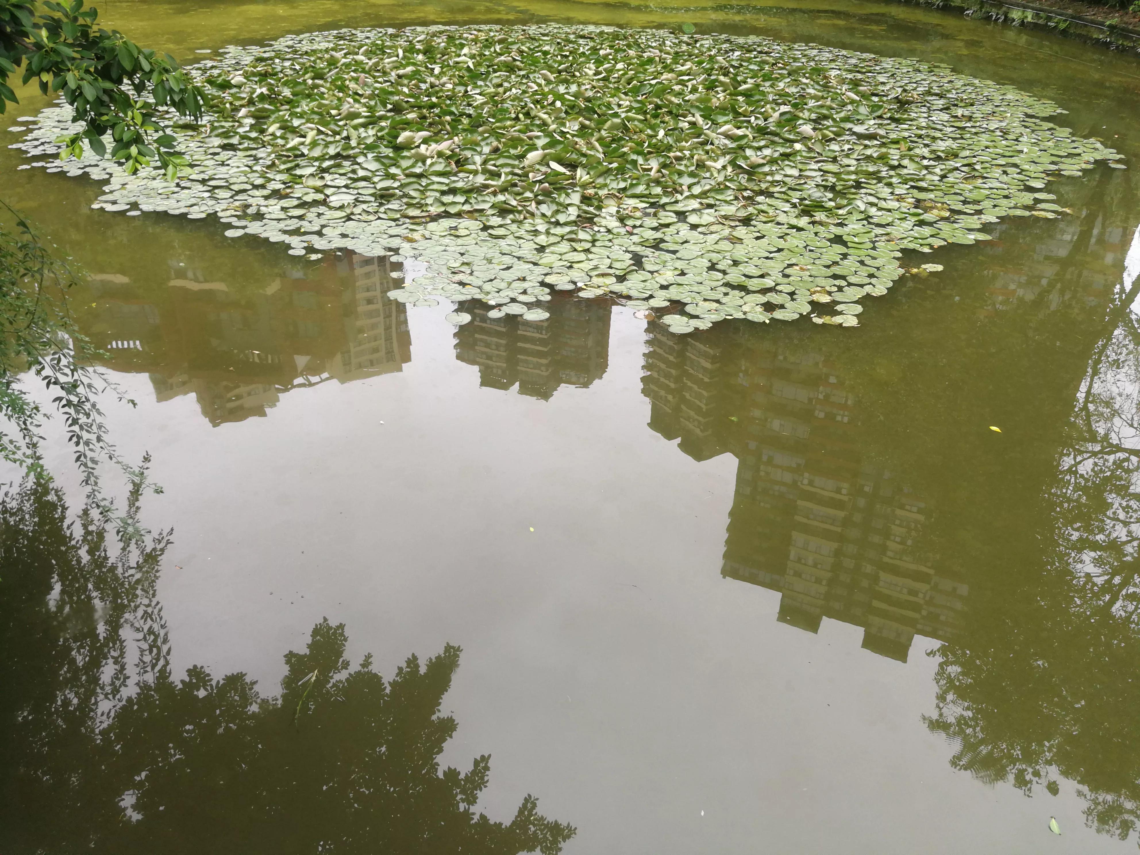 Qingbaijiang Yihuyuan Park is less crowded and beautiful - iNEWS