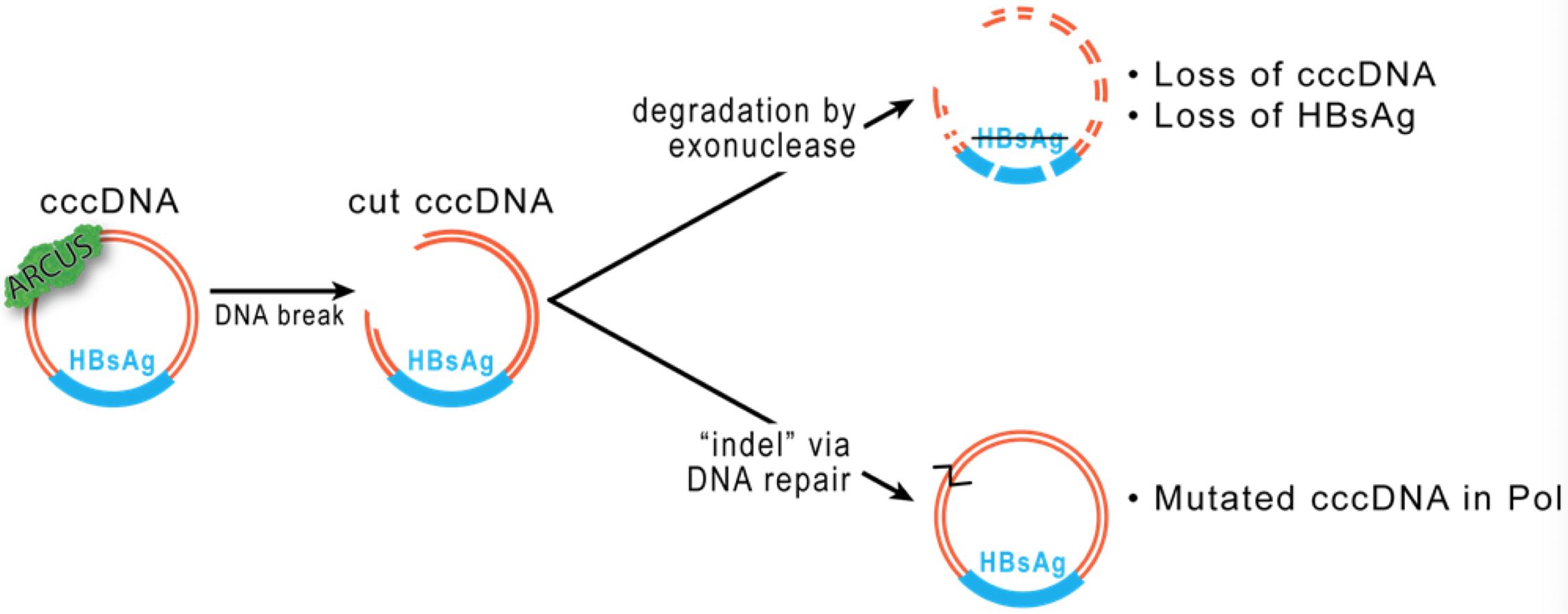 PBGENE-HBV, a new hepatitis B drug under development, reduces surface ...