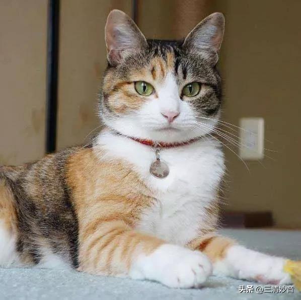 What distinguishes the Chinese pastoral cat from other foreign pet cats ...