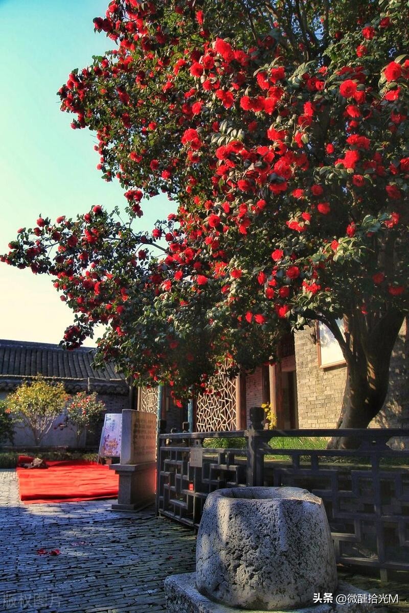 The 5 kinds of rich and noble flowers that are born with "long life ...