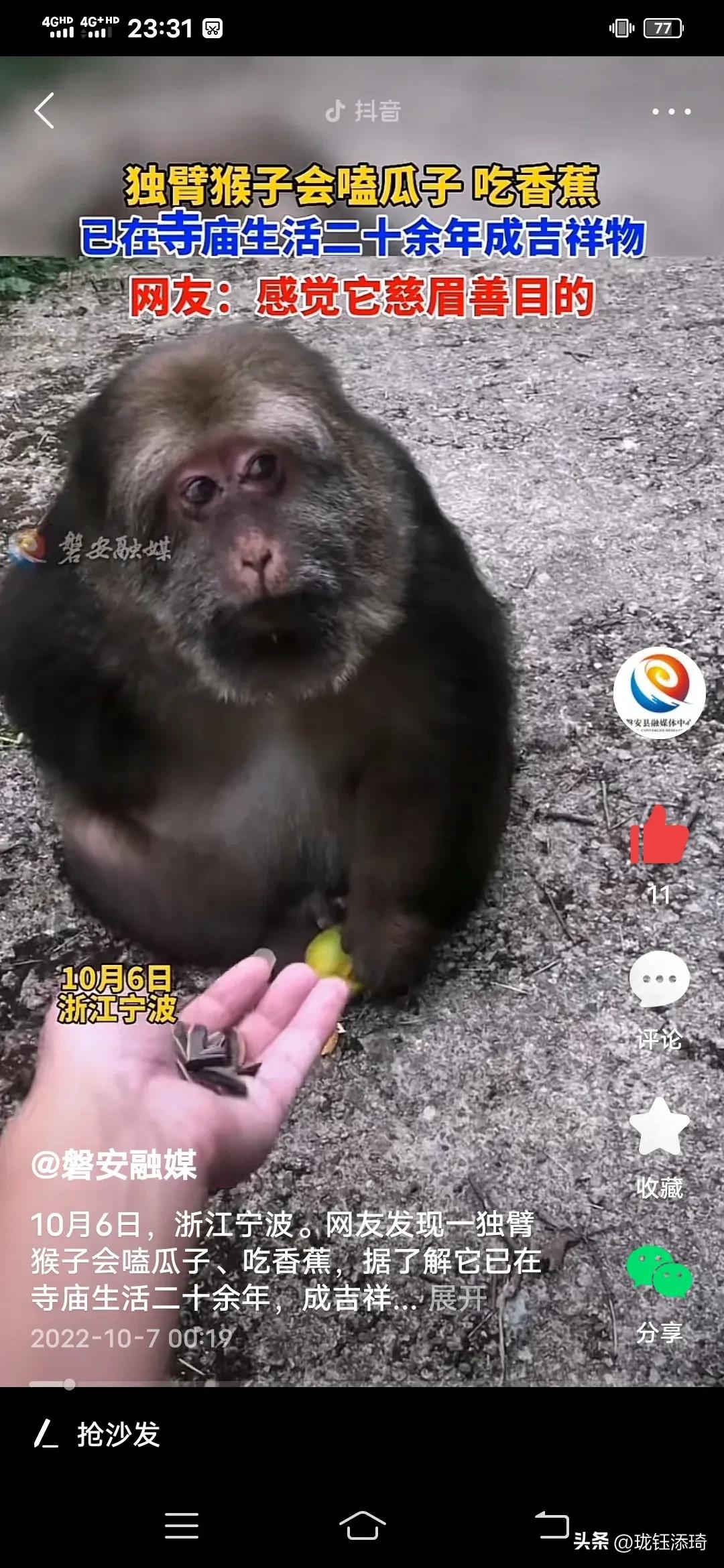 The one-armed monkey has become a mascot due to misfortune - iNEWS