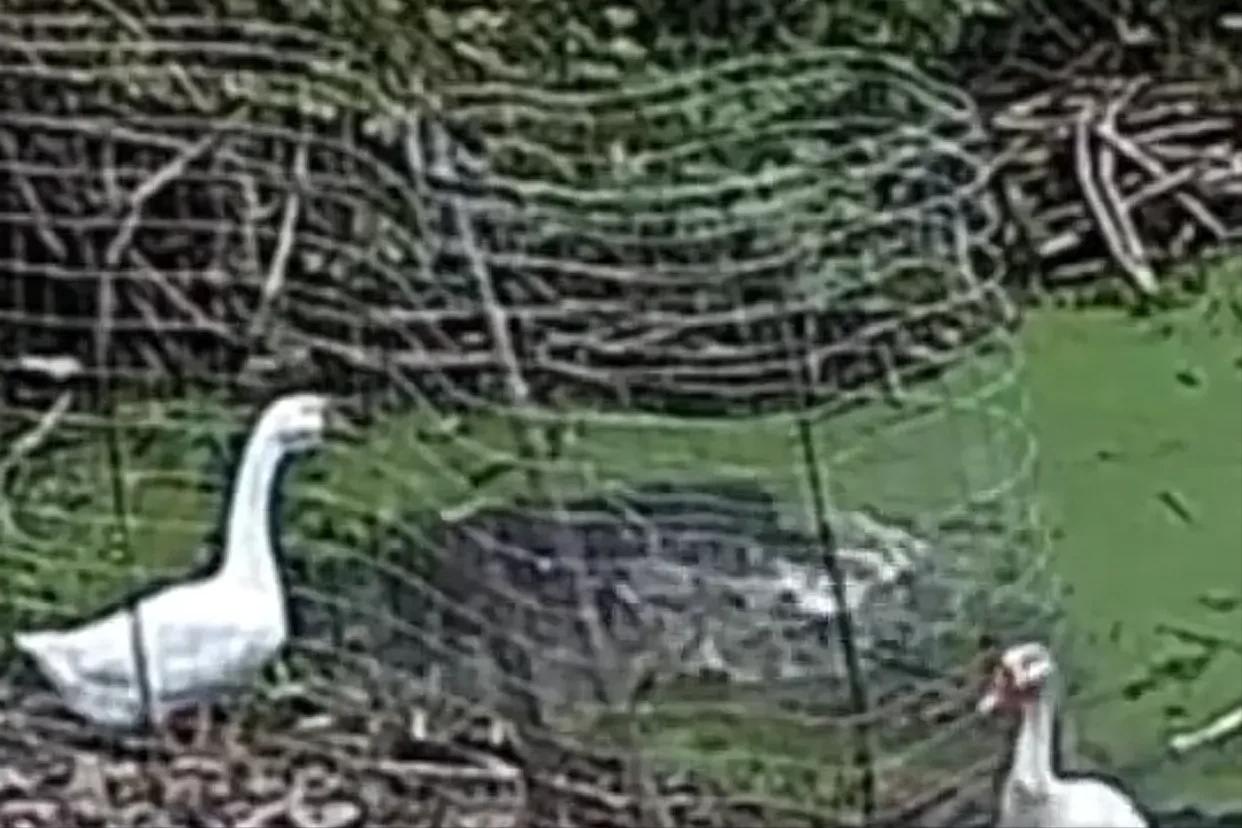 It's weird!The 8-pound goose was dragged into the water, and the owner ...