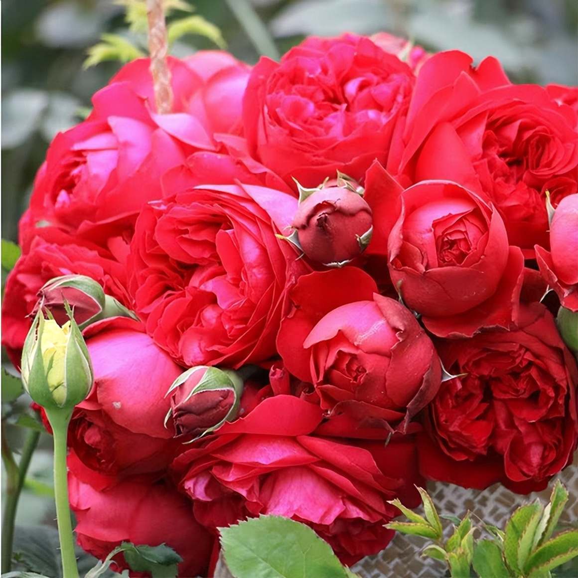 Super heat-resistant climbing rose, the red Lonza gem of the "Three ...