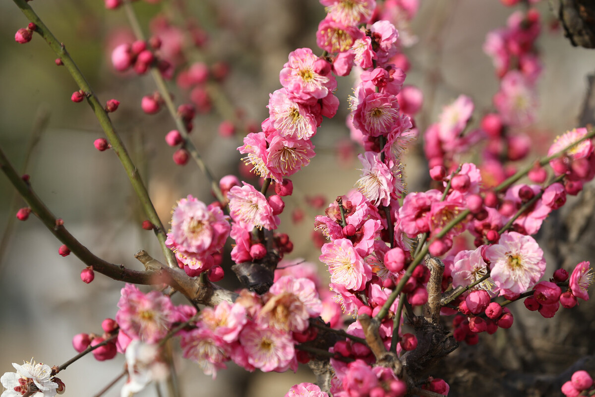 Ten Plum Blossoms Poems - After Xiangyan, she left her name.Immortal ...