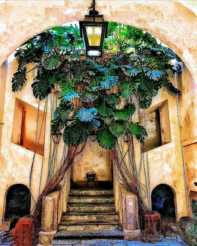 Found a family whose "monster back bamboo" jumped from the 1st floor to ...