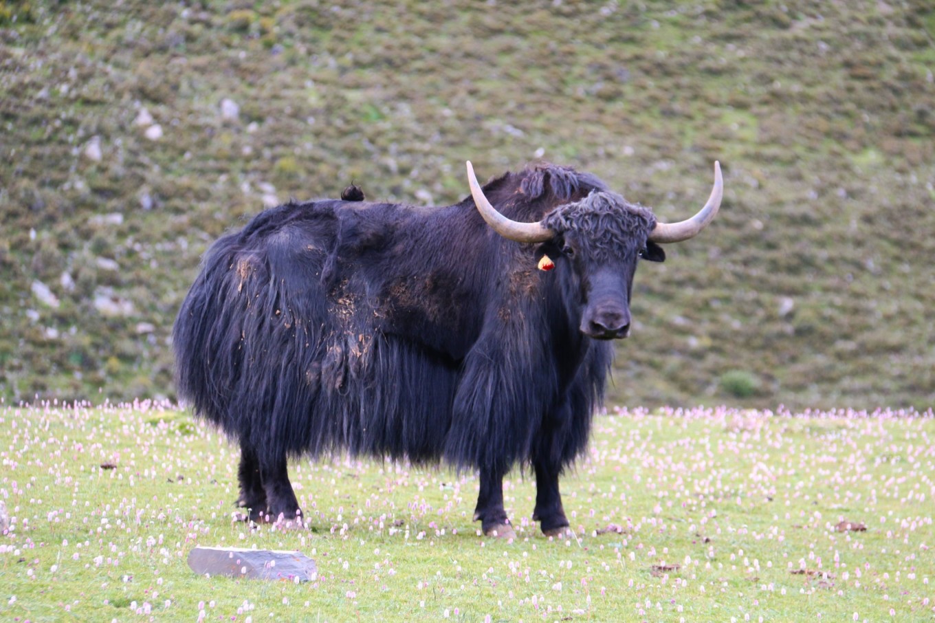 Green grass, red flowers, the home of yaks (yak photo) - iNEWS