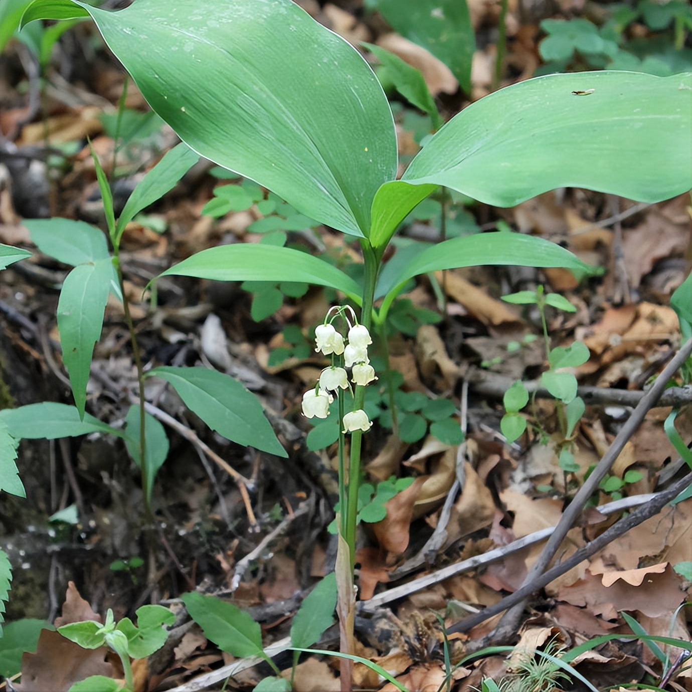 Diuresis and treating stranguria, clearing away heat and detoxifying ...