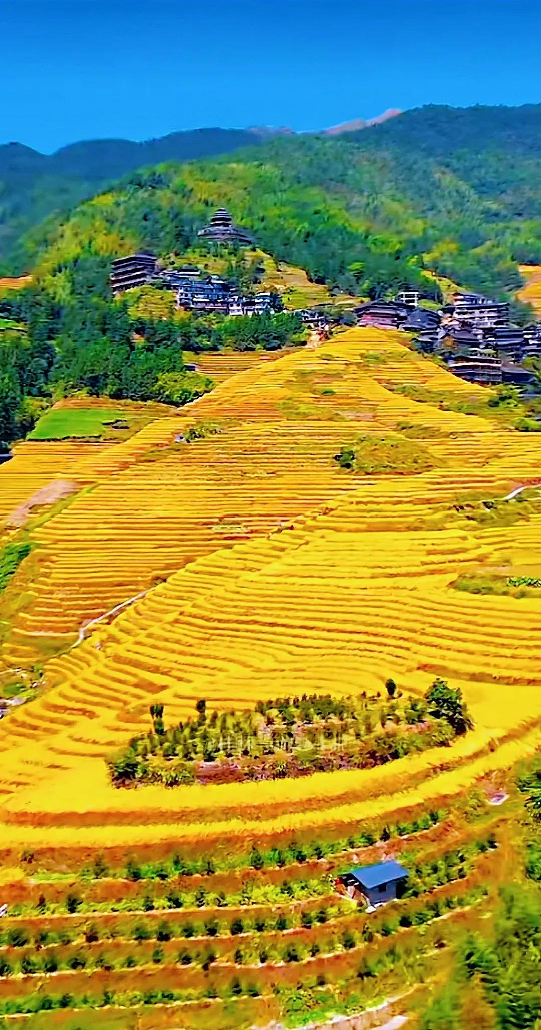 BU operator · Qiu Yun (original) - iNEWS