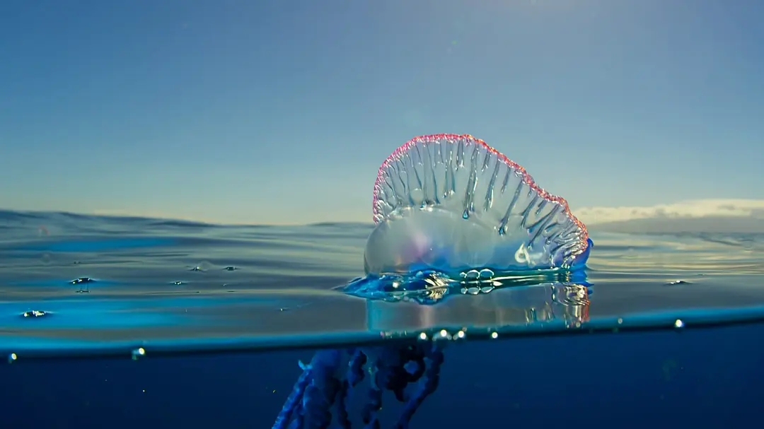 Exploring Our Blue Planet: An Amazing Journey in Blue Planet II - iMedia