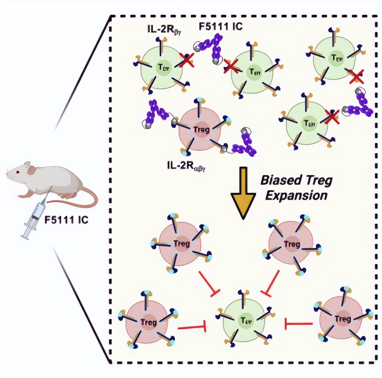 Researchers design new protein shows promise to help prevent autoimmune ...