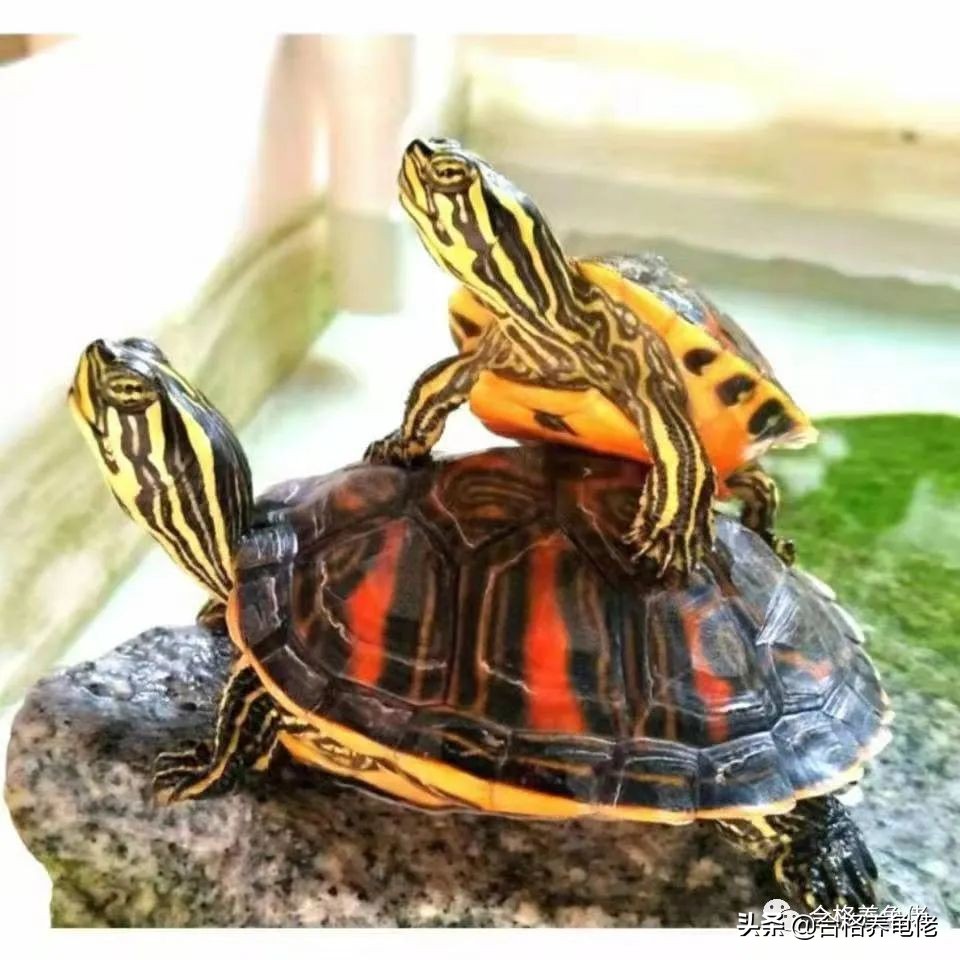 The sixth step of raising small turtle seedlings (water change) - iNEWS