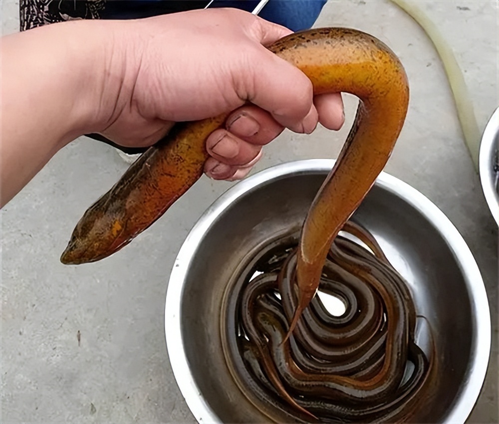 Looking back at the man who got into the eel and went to the doctor to ...