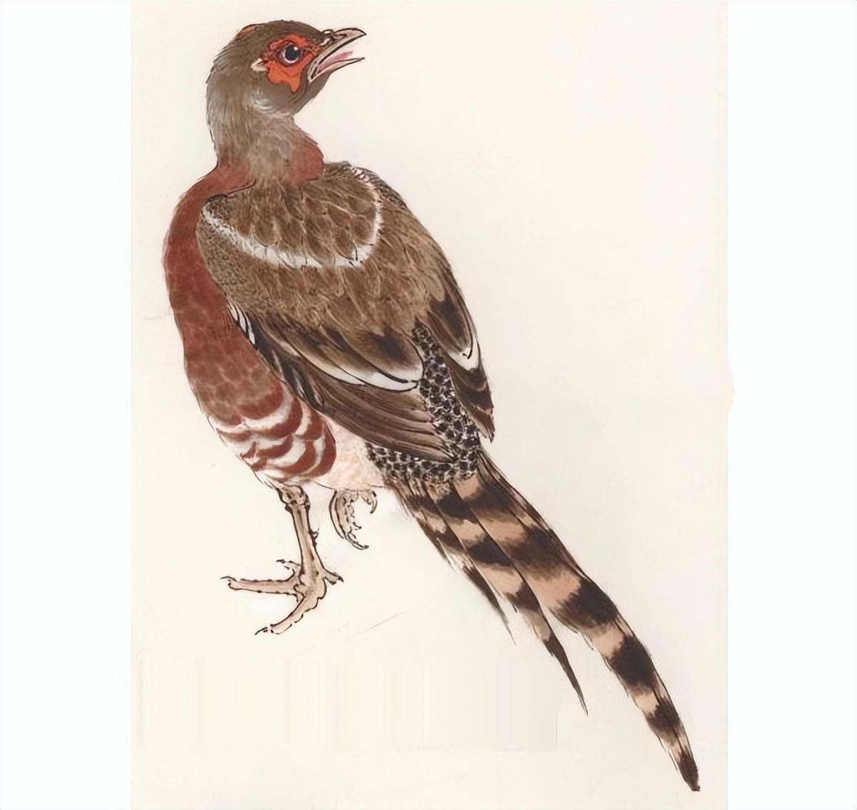 Diagram of the meticulous painting method of ring-necked pheasant - iNEWS