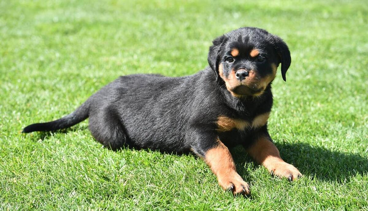 Top 10 Working Dogs in the World Ranking - iNEWS