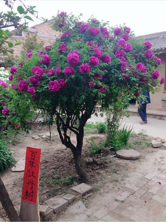 Rich or not, the family tree, 4 kinds of "rich trees", planted for ...