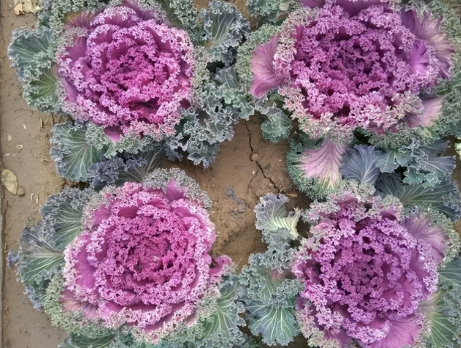 Study on Growth and Quality Formation of Kale - iNEWS