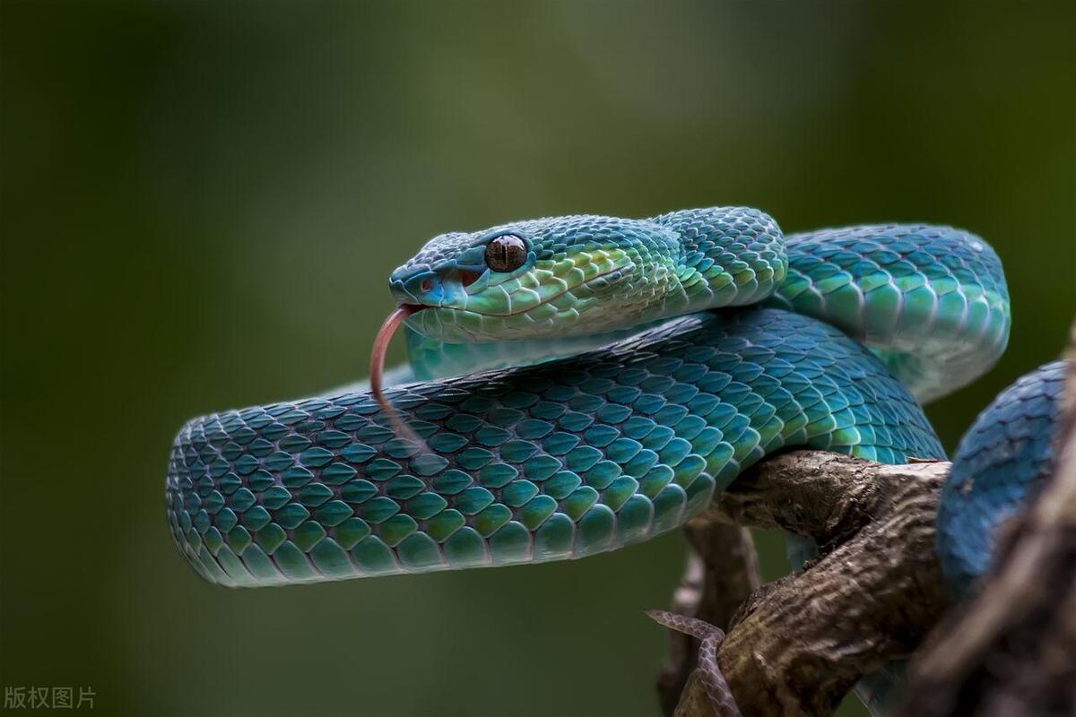 Do fish and snakes have a common ancestor? Snakes evolved from fish ...