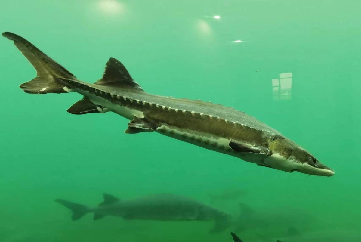 The crisis of precious creatures: Why is the Chinese sturgeon still ...