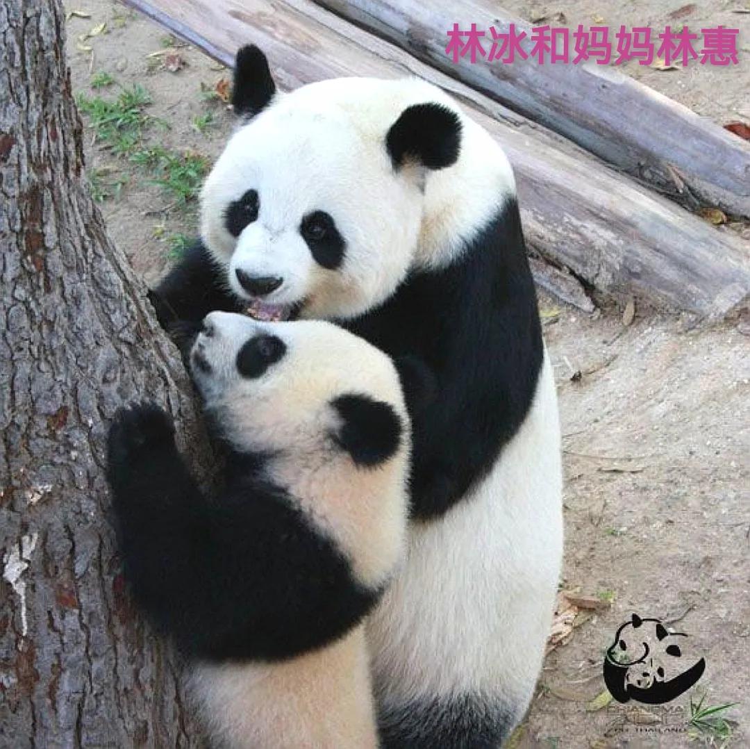 Happy birthday, baby Lin Bing! - iMedia