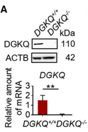 CRISPR/Cas9 technology application of gene knockout - iNEWS