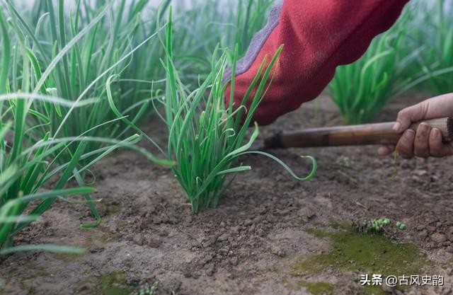 [Exclusive Tips] With the arrival of Lesser Heat, the method of caring ...