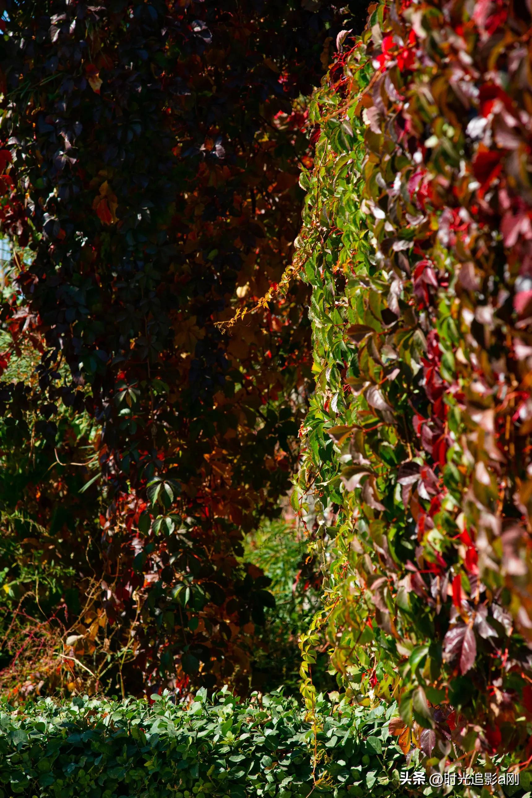 Drunk beautiful autumn colors, creeping tigers, enjoying autumn seasons ...