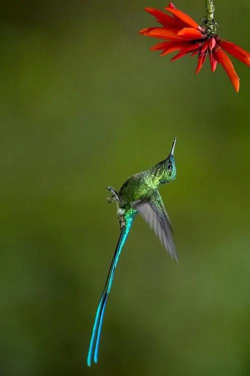 Long-tailed hummingbird with the most beautiful tail - iNEWS