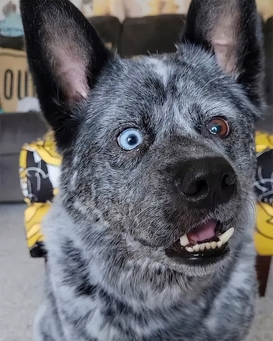 The man posted a husky mixed-race dog, and netizens burst into laughter ...