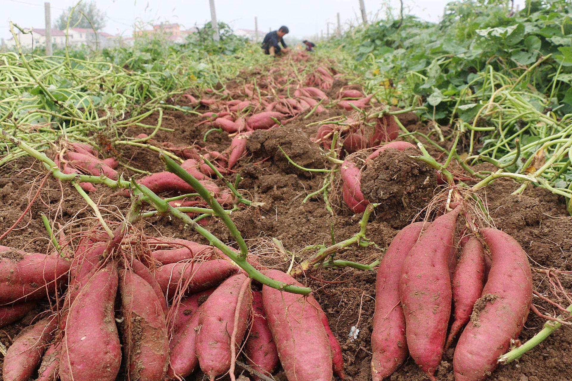 When buying sweet potatoes, which one is better, red, yellow or white ...