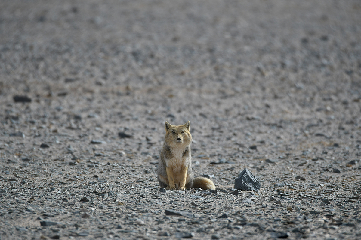 Xinjiang found a strange fox, sitting on the ground, squinting at ...