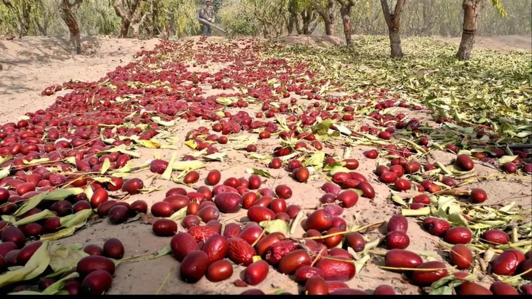 Xinjiang · Ruoqiang gray jujube - iNEWS