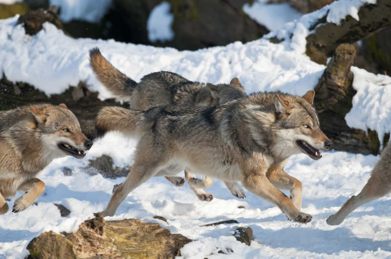 How fierce are wolves?Can a man with an iron rod fight a wolf? - iNEWS