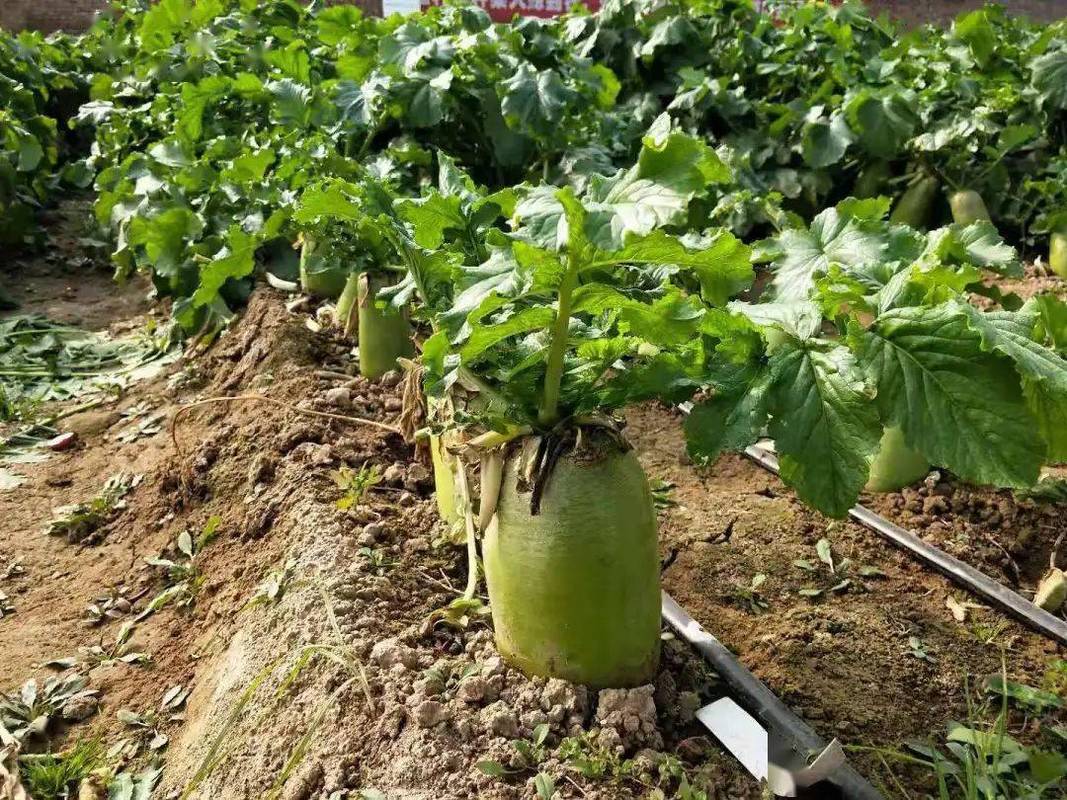 How to water and fertilize radish during fruit setting? With this ...