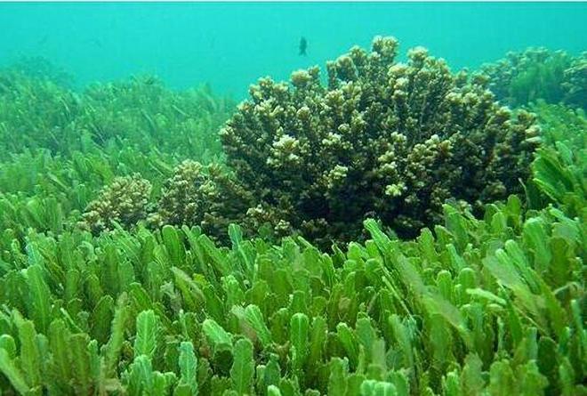 How is the 100-meter-thick coal formed in nature? There are many ...