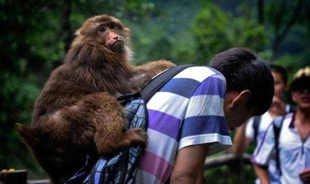 One-armed monkey, kind-hearted, 20 years in the temple - iNEWS