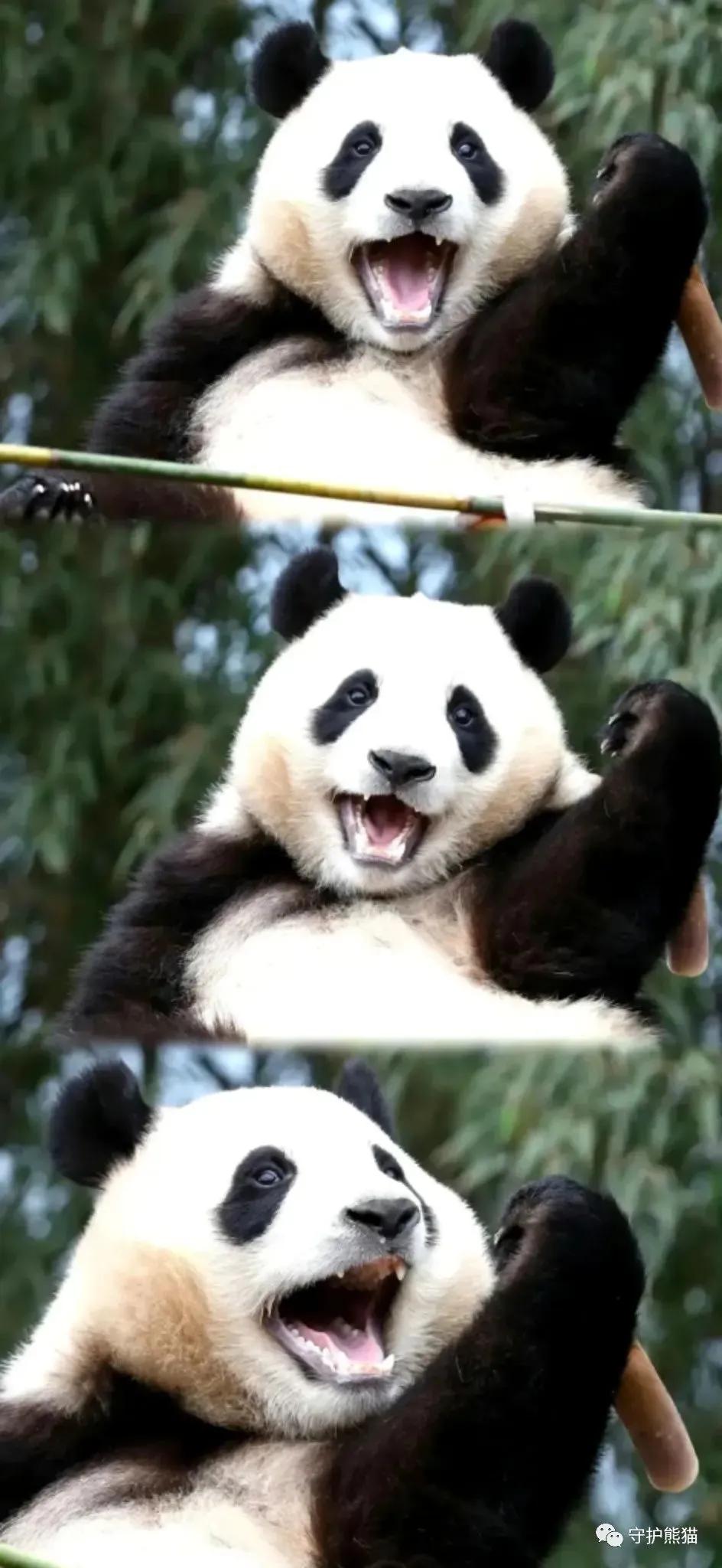 Take a look at Fubao, known as the "Chaebol Princess" - iMedia