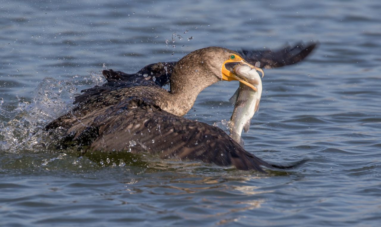 Cormorants eat fish whole, how does it digest it? - iMedia