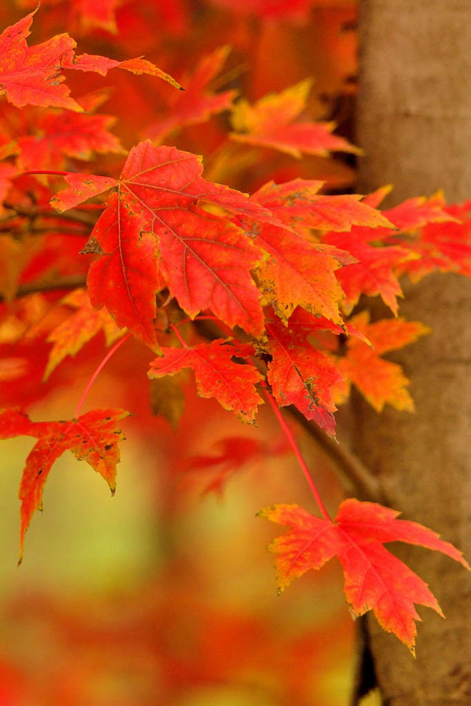 Yannan Park Red Leaf Forest, a new Internet celebrity check-in place - iNEWS