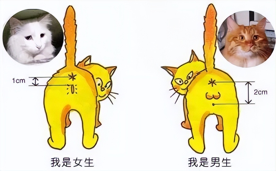 How to distinguish a male cat from a female cat?It turns out that 5 ...