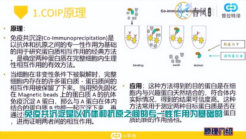 Is the CO-IP experiment principle and detailed steps the same as yours ...