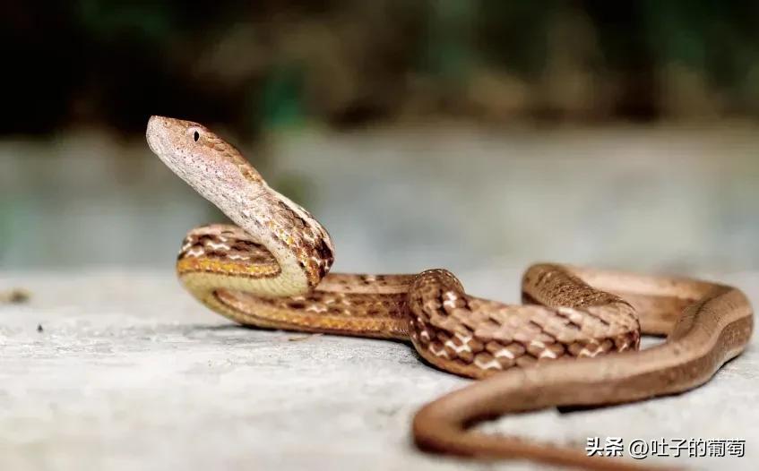 Does this purple sand snake smell like a soldering iron tip? - iNEWS