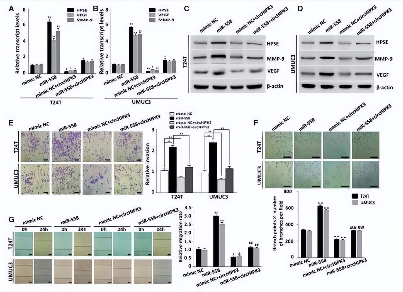 Fusion of Bacteroides fragilis reveals the role of FeoA in stabilizing ...