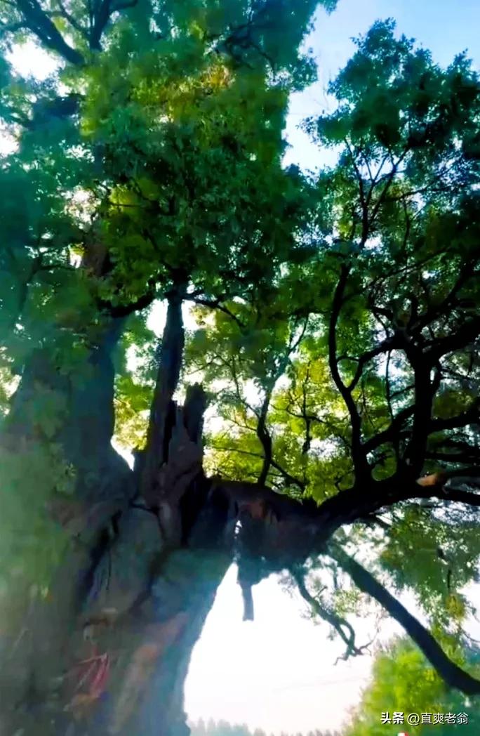 This locust tree has a history of more than two thousand years - iNEWS